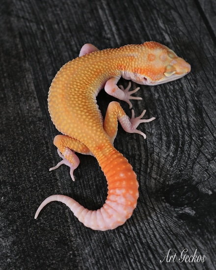 ツ🍊🍒Raptor Leopard Gecko by Art Geckos