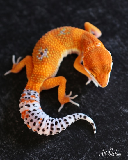 ツ🔥🍊Tangerine Tornado [No Hets] Leopard Gecko by Art Geckos