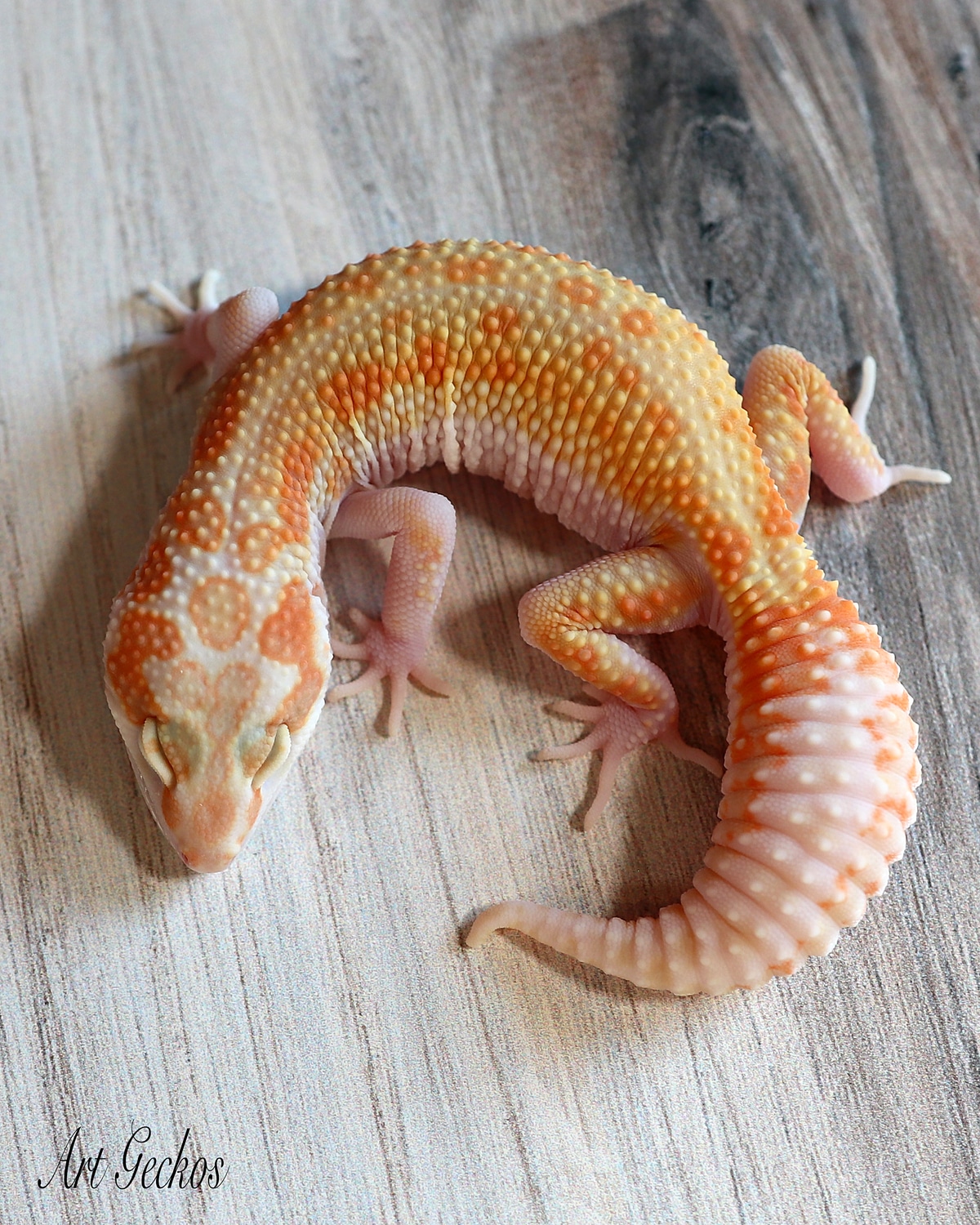 ツ🍑WY High-Contrast Raptor Leopard Gecko by Art Geckos - MorphMarket