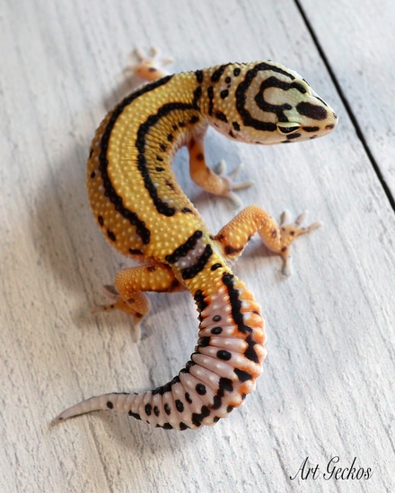 ツ🐝Lavender Bold Stripe Bandit