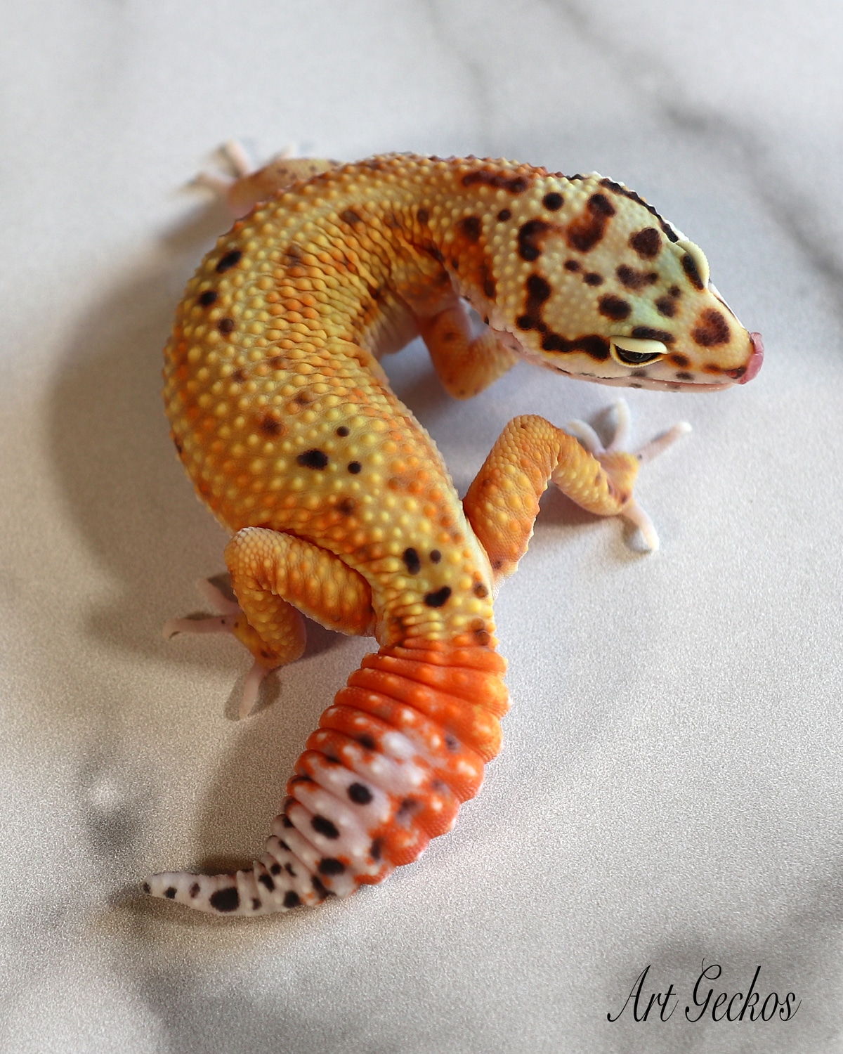 ツ🍑*Pet Only* Leopard Gecko by Art Geckos - MorphMarket