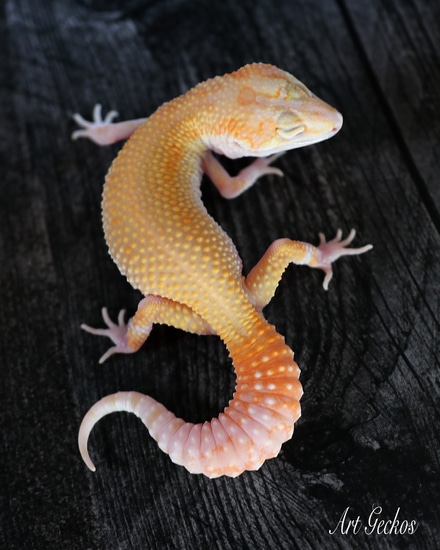 ツ🍒High-Contrast Raptor Leopard Gecko by Art Geckos