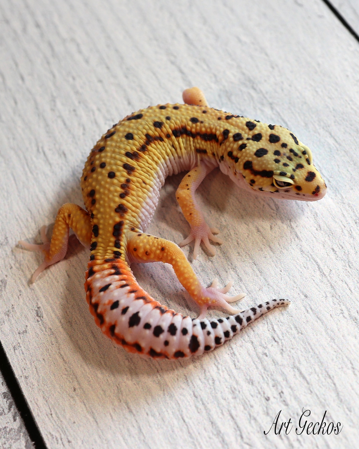 ツ (🌗,_,🌓)Eclipse Red Stripe 50% Het Tremper Leopard Gecko by Art Geckos ...
