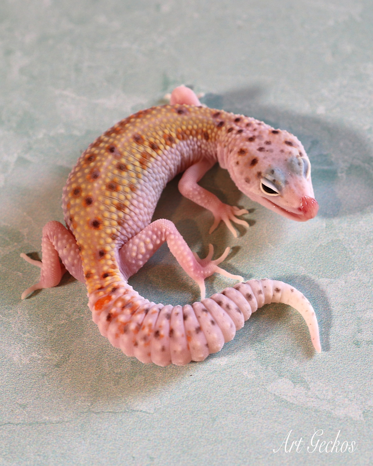 ツ🍒🍰 Pied WY Eclipse 100% Het Tremper Leopard Gecko by Art Geckos ...
