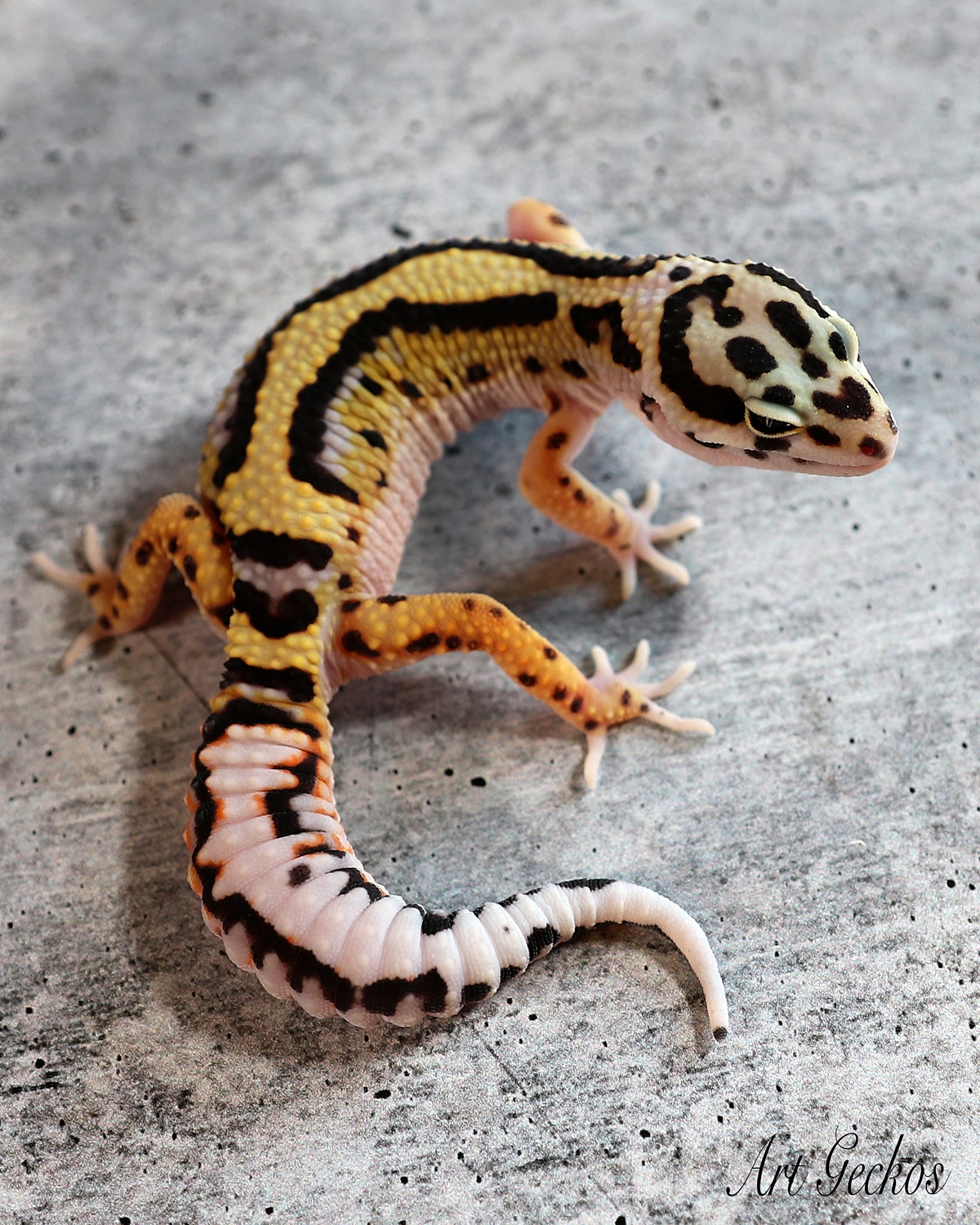 ツ🐝Lavender Stripe Bold Bandit 50% Het Raptor Leopard Gecko by Art ...