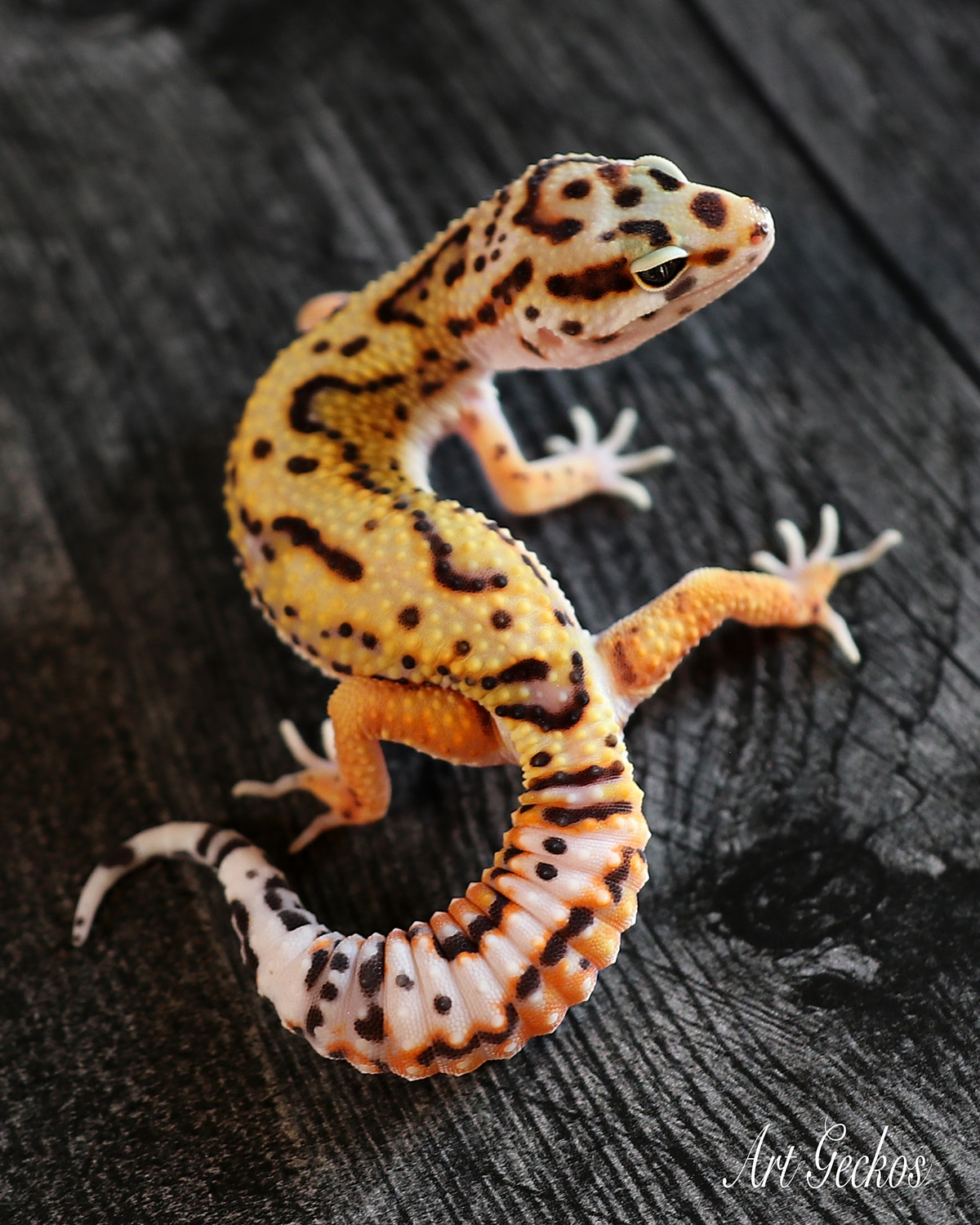 ツ💜Bold Lavender Stripe 66% Het Raptor Leopard Gecko by Art Geckos ...