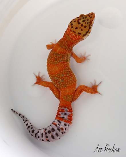 ツ🔥🍊 Tangerine Tornado [No Hets] Leopard Gecko by Art Geckos