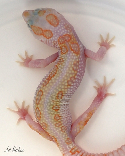 ツ ️🍊🍒WY Snow High-Contrast Tangerine Tremper Het Raptor Leopard Gecko ...