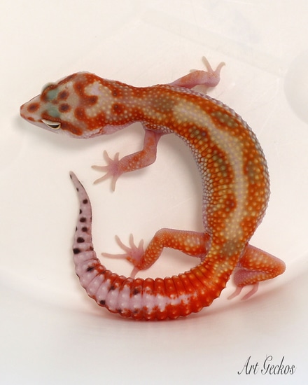 ツ🍒 WY Red Stripe "G Project" 50% Het Raptor Leopard Gecko by Art Geckos