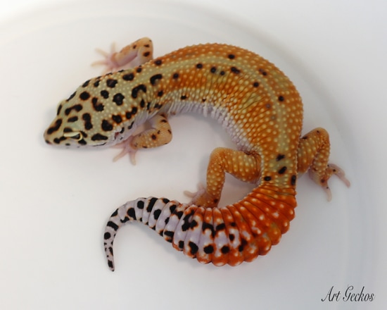 ツ🍣Red Stripe "G Project" 50% Het Raptor Leopard Gecko by Art Geckos