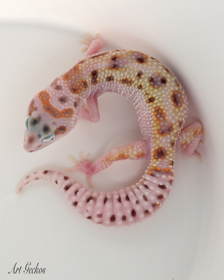 ツ ️🍒 Cotton Candy Mack Snow White & Yellow 100% Het Raptor Leopard ...