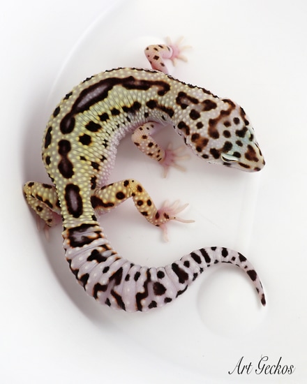 ツ🐼 Snow Lavender Reverse Stripe Poss WY Het Raptor Leopard Gecko by Art ...