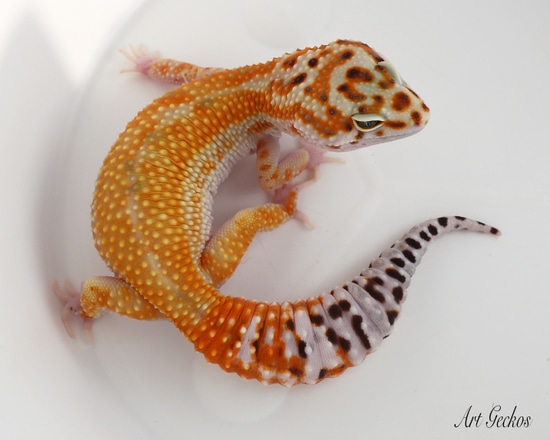 ツ🍓White & Yellow Red Stripe "G Project" 50% Het Raptor Leopard Gecko by ...