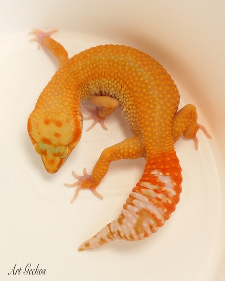 ツ🐝*Pet Only* Sunglow Raptor Leopard Gecko by Art Geckos