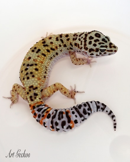 ツ🐯Wild-Type [Black Knight Outcross]