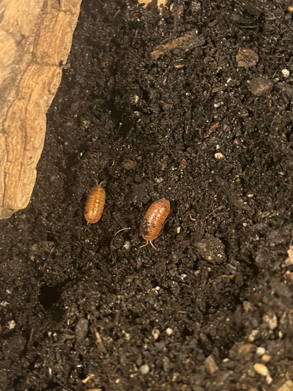 10ct Sunset Armadillidium Vulgare Isopod by Arthropodicexotics