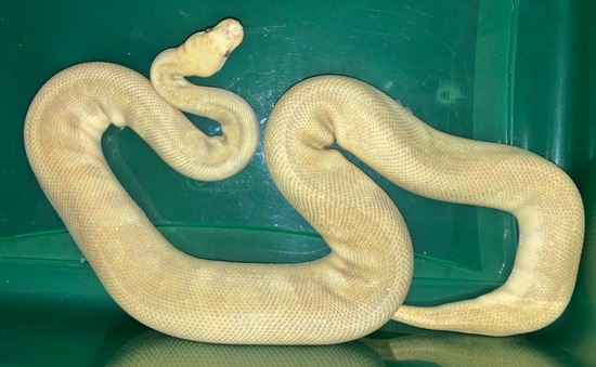 Emperor Pin Clown Ball Python by Artistic Serpents