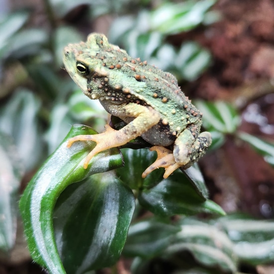 Evergreen Toads Incilius Coniferous (Price Is For 2) by ARTphibians