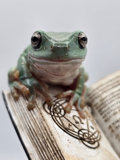 "Orion" MALE EXACT FROG White's Tree Frog by Arcane Amphibians & Exotics