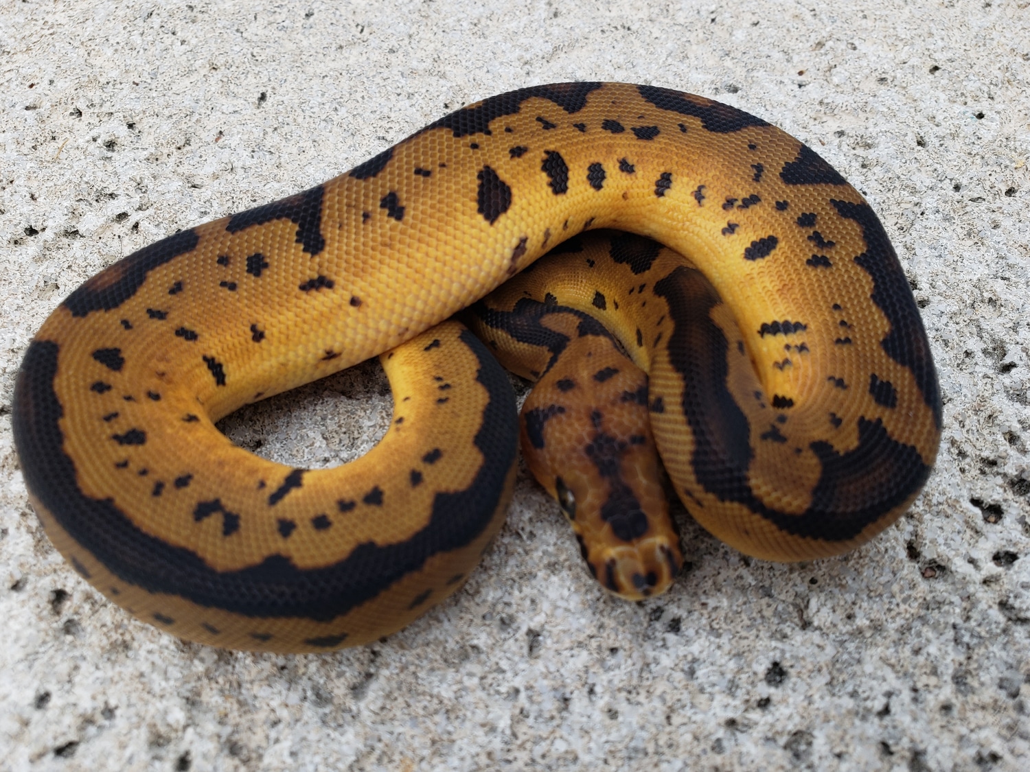Trident Clown Ball Python by Xtra Morphs - MorphMarket