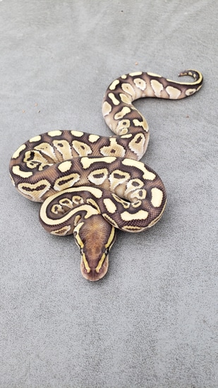 Lesser Jedi Redstripe Ball Python by Xtra Morphs