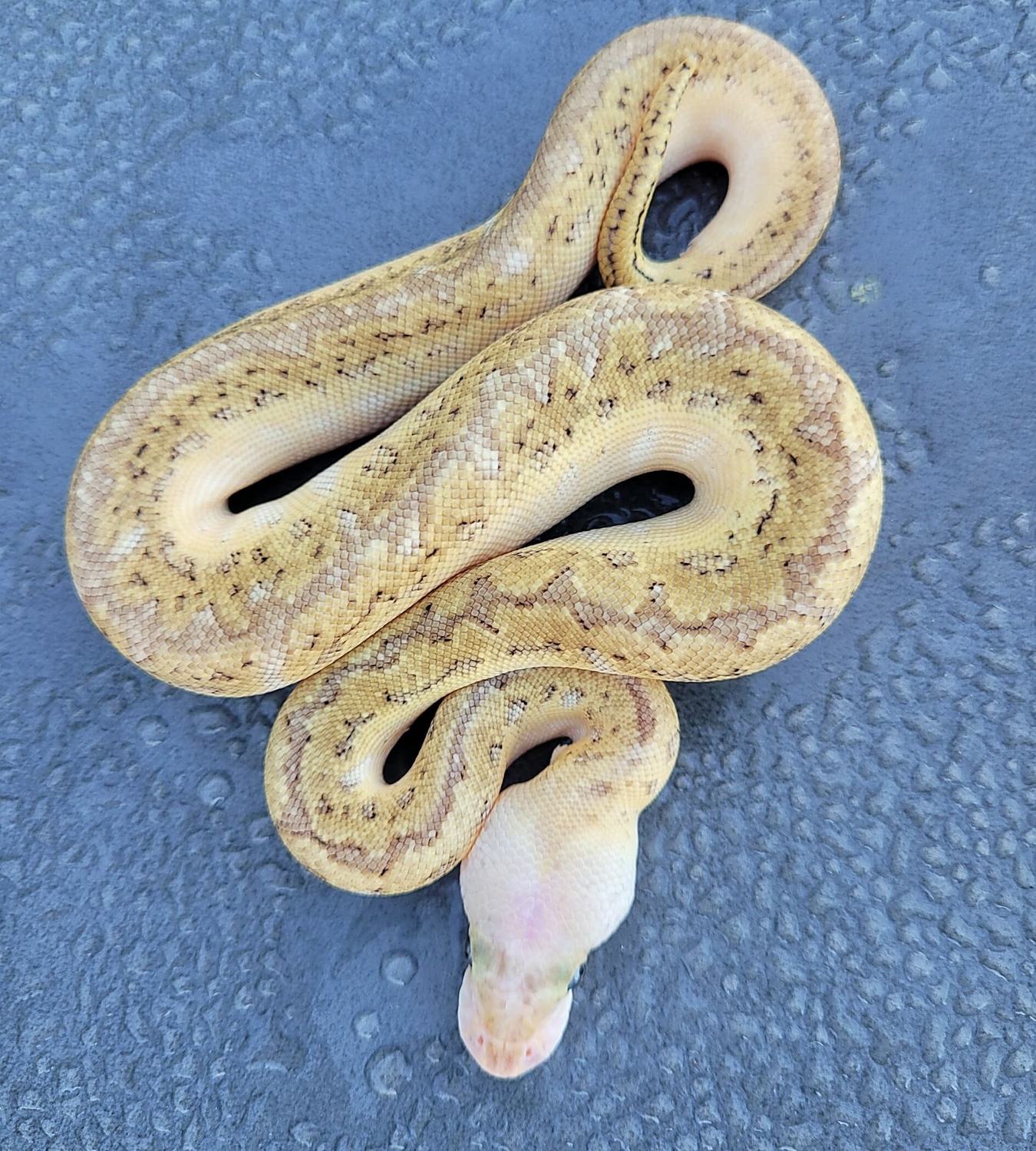Trident Pastel Motley Bongo Clown Ball Python by Xtra Morphs - MorphMarket