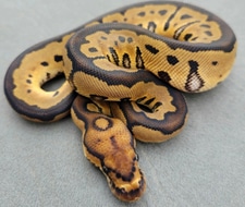 Trident Pastel Motley Bongo Clown Ball Python by Xtra Morphs - MorphMarket