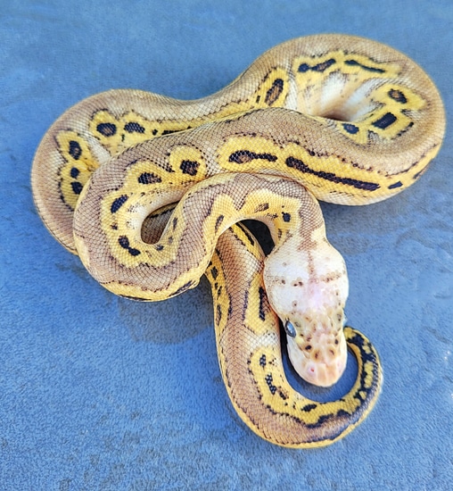 Pastel Motley Bongo Clown Ball Python by Xtra Morphs