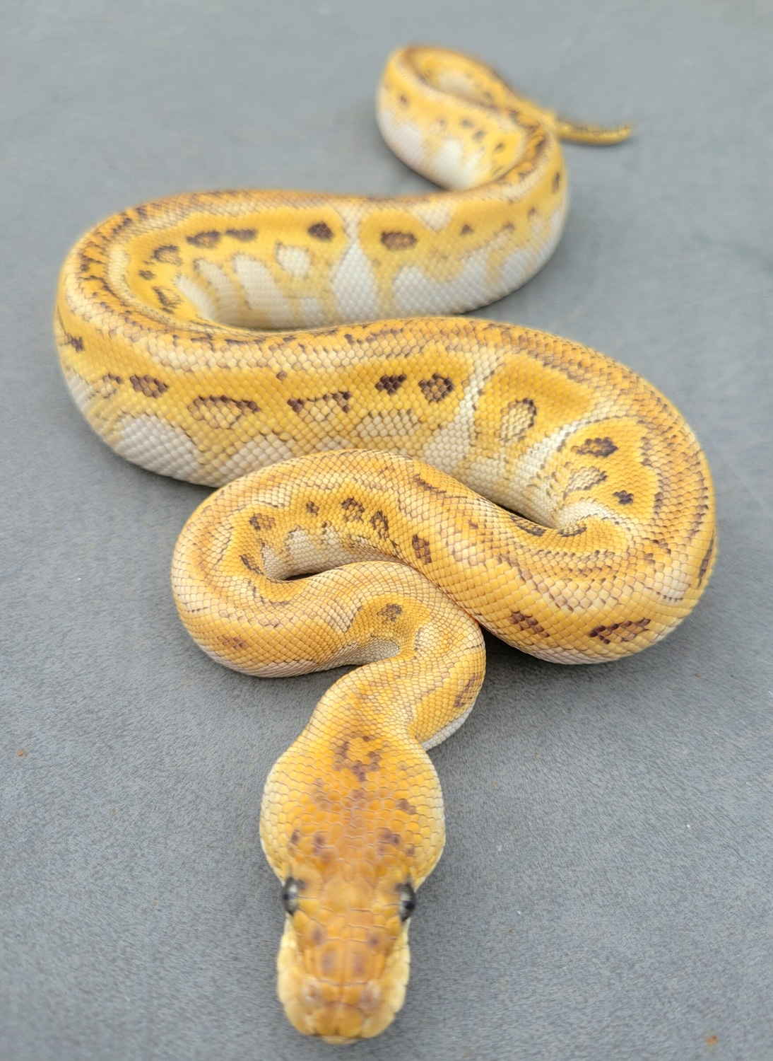 Bongo Motley Russo Possible Circus Clown Ball Python by Xtra Morphs ...