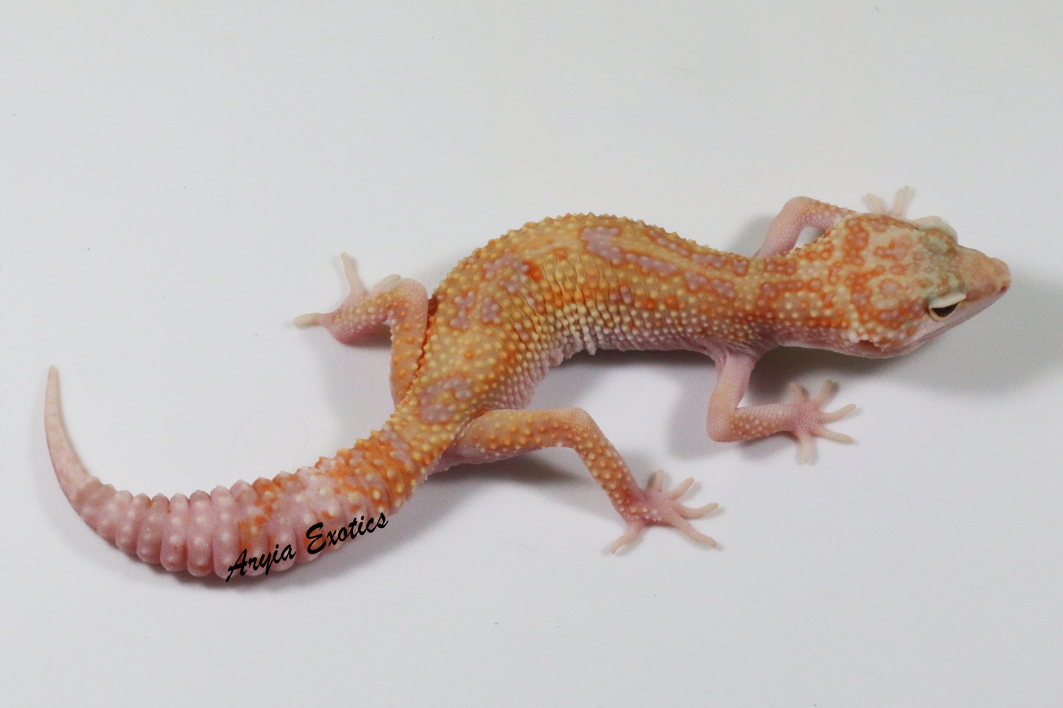 Mack Snow RAPTOR Ph Giant Leopard Gecko by Aryia's Exotics - MorphMarket