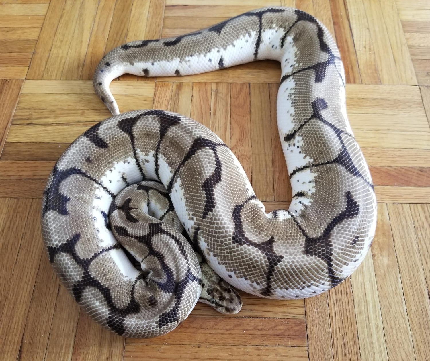 Bumblebee Ball Python by Aryia's Exotics - MorphMarket