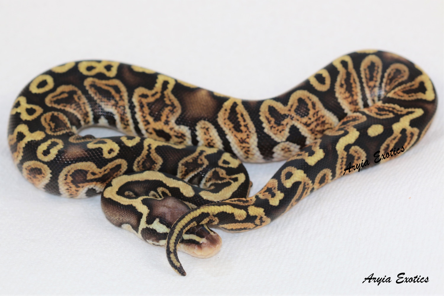 Pastel GHI Pos Fire Ball Python by Aryia's Exotics - MorphMarket