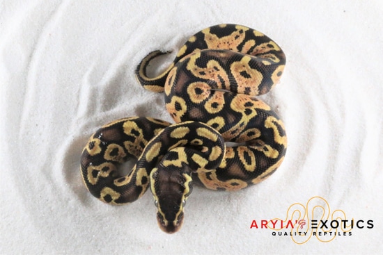Pastel YB/OB Ball Python by Aryia's Exotics