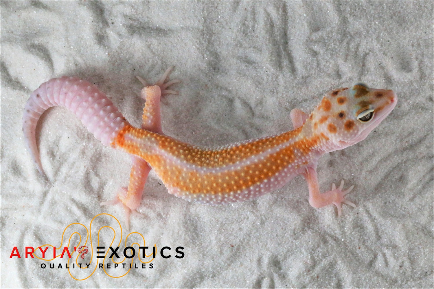 Enigma W/Y 100% Het Tremper Albino Leopard Gecko by Aryia's Exotics - MorphMarket