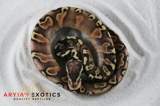 Pastel YB/OB GHI Ball Python by Aryia's Exotics