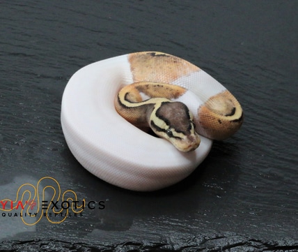 Aryia's Exotics - MorphMarket