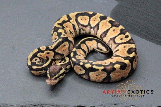 Firefly 50% Phet Pied Ball Python by Aryia's Exotics