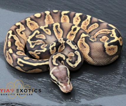 Aryia's Exotics - MorphMarket