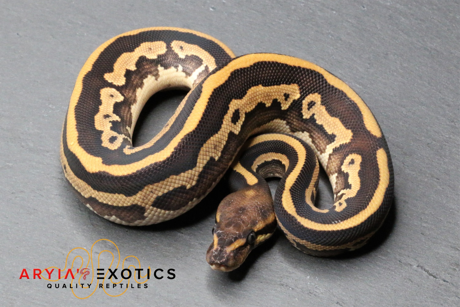 Mojave Leopard Ball Python by Aryia's Exotics - MorphMarket
