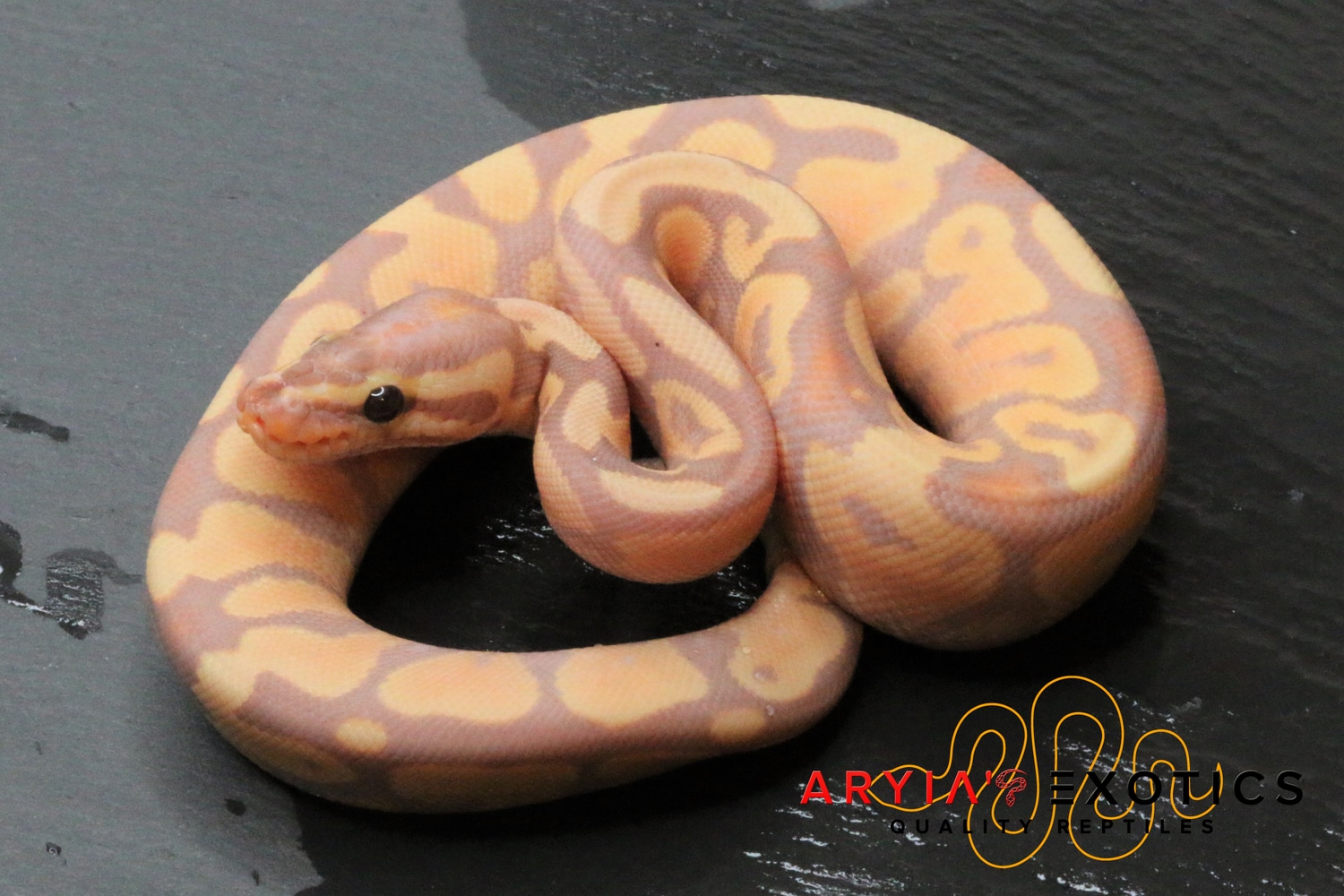 Banana YB/Specter 50% Het Pied Ball Python by Aryia's Exotics - MorphMarket