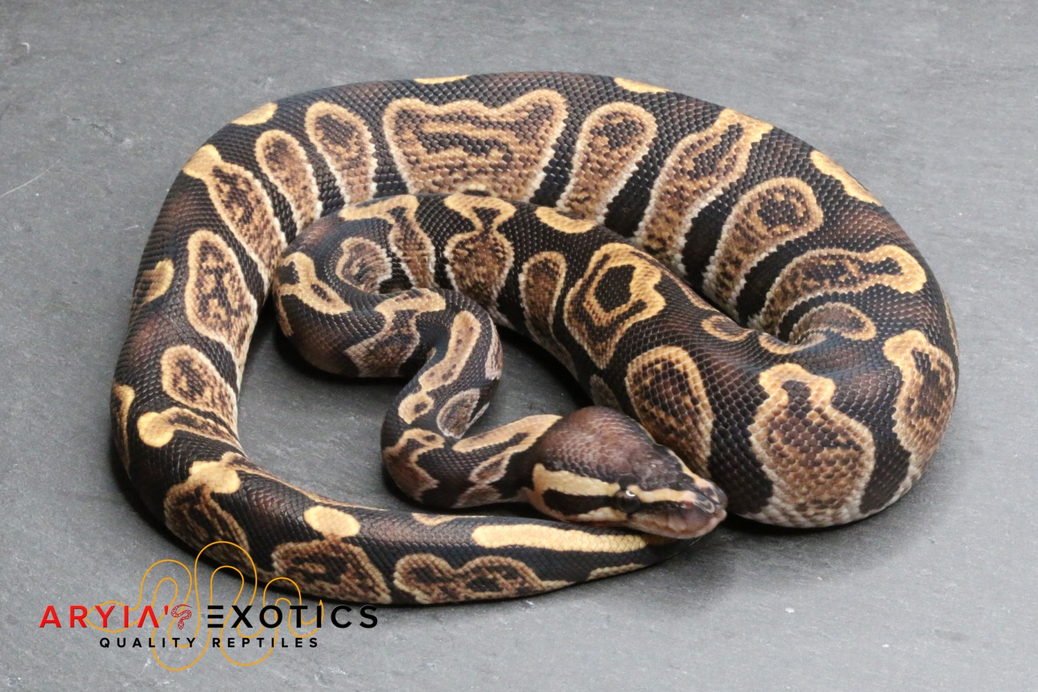 GHI Pos. Calico 50% Het Pied Ball Python by Aryia's Exotics - MorphMarket