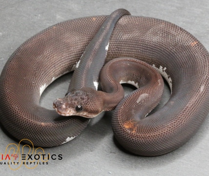 Aryia's Exotics - MorphMarket