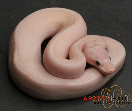 Aryia's Exotics - MorphMarket