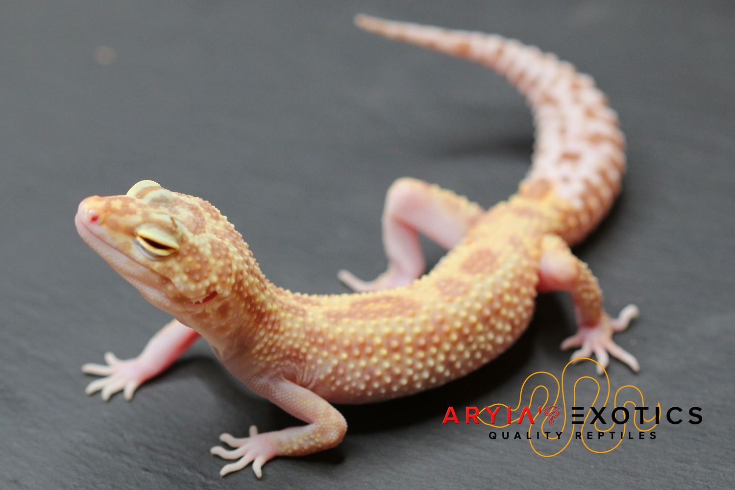 RAPTOR Pos. Enigma Leopard Gecko by Aryia's Exotics - MorphMarket