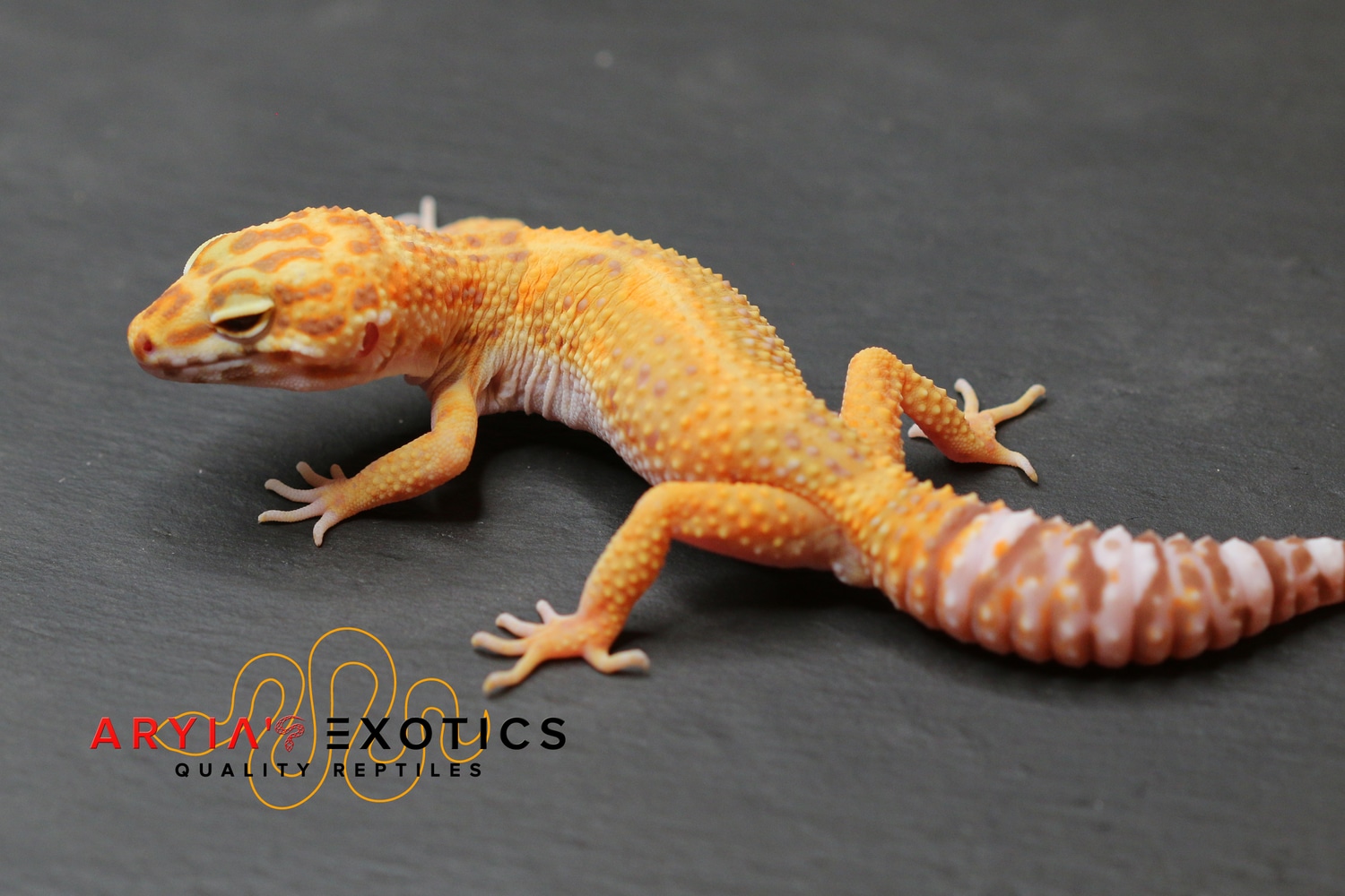 Tangerine Tremper Albino Hypo Leopard Gecko by Aryia's Exotics - MorphMarket