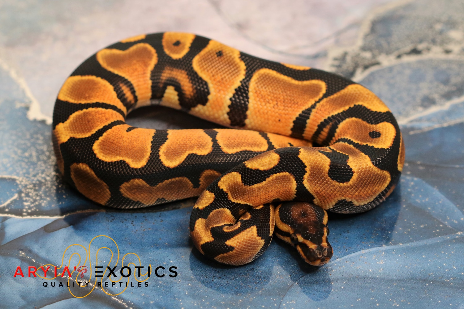 ODYB Het Pied 50% Het Lavender Ball Python by Aryia's Exotics - MorphMarket