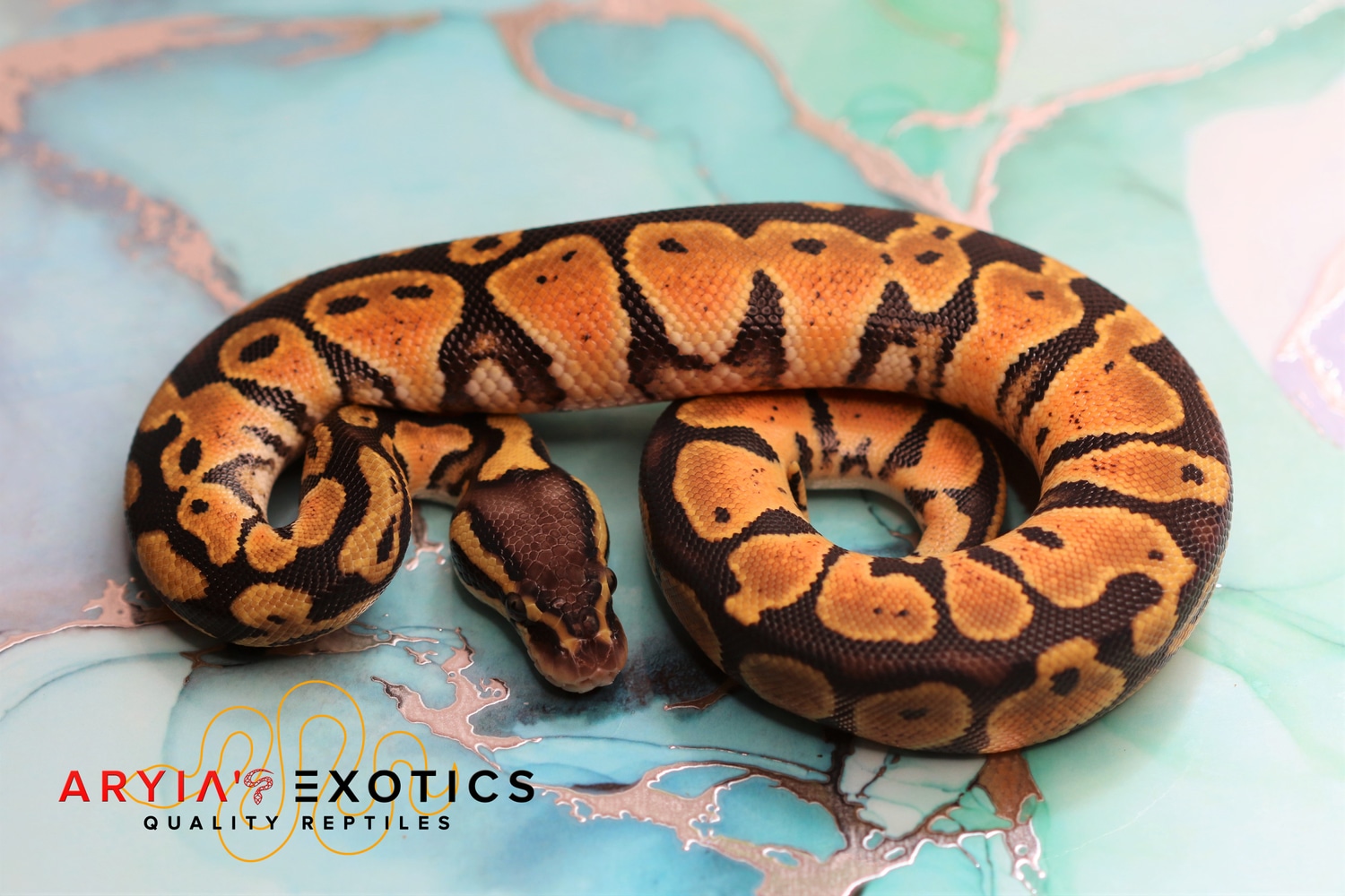 Pastel 100% Het TSK Axanthic Ball Python by Aryia's Exotics - MorphMarket