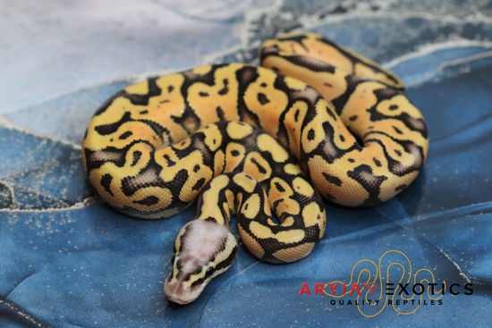 RTB Super Pastel Fire/Vanilla Het TSK Axanthic Ball Python by Aryia's Exotics