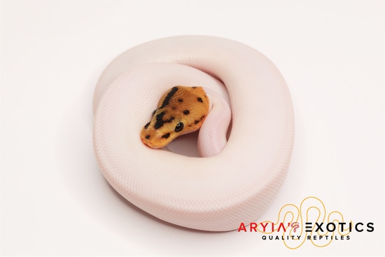 Enchi Spied 66% Het Lavender Pos. Leopard/YB Ball Python by Aryia's Exotics