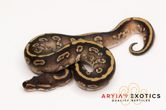 Mojave Orbit Ball Python by Aryia's Exotics